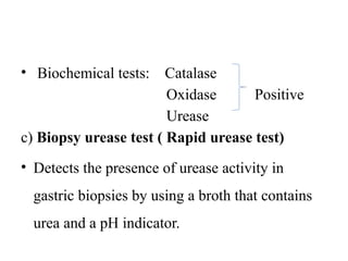 HELICOBACTER PYLORI by Dr Teena Varghese. pptx | PPT