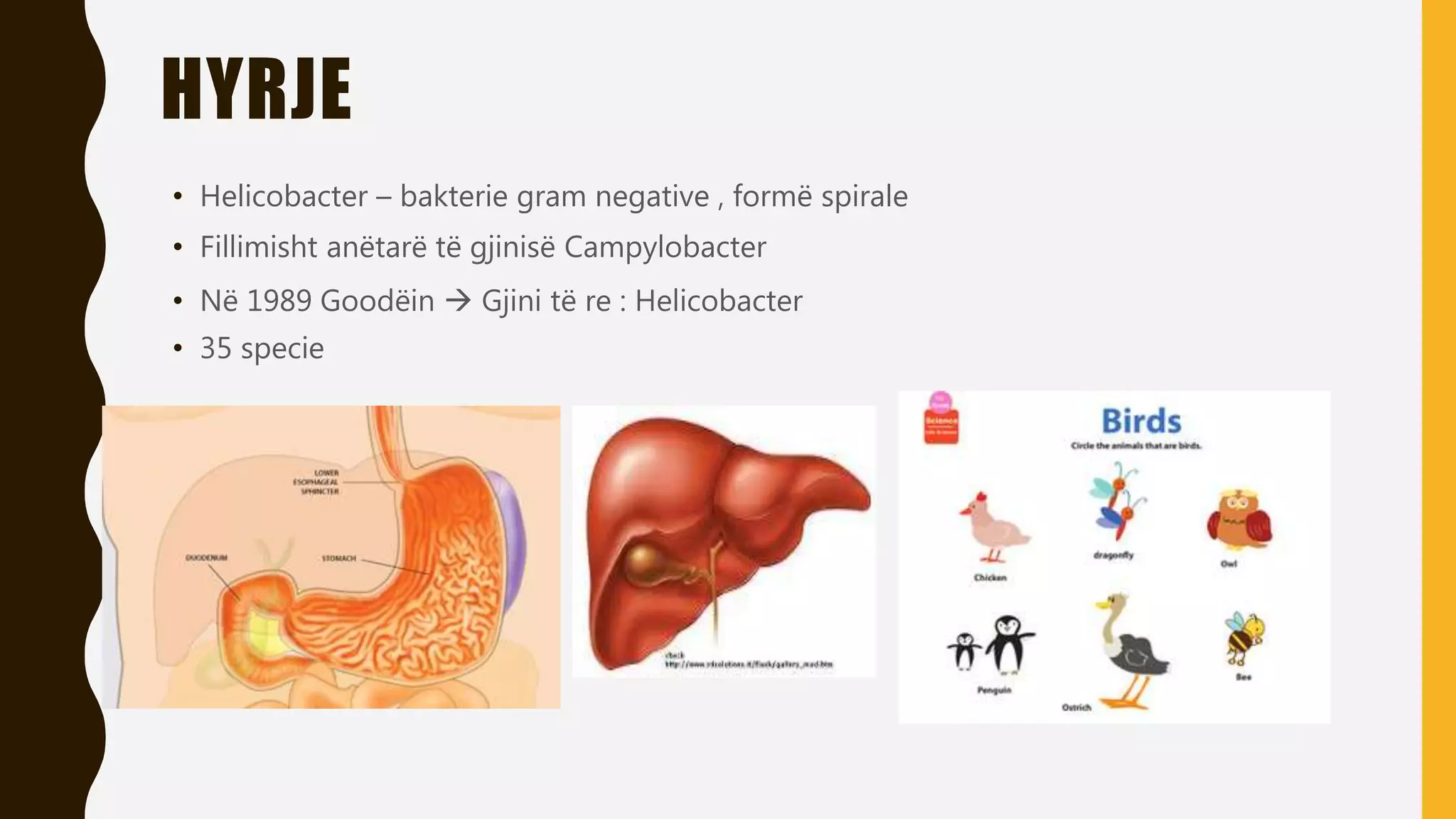 Helicobacter Pylori | PPTX