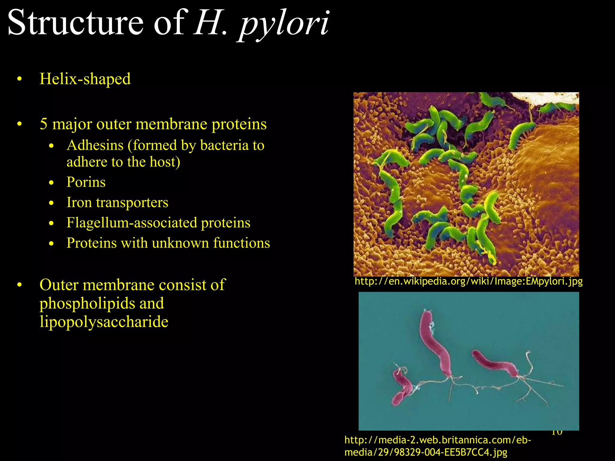 Helicobacter & campylobacter lec.11 dr.ihsan alsaimary | PPT