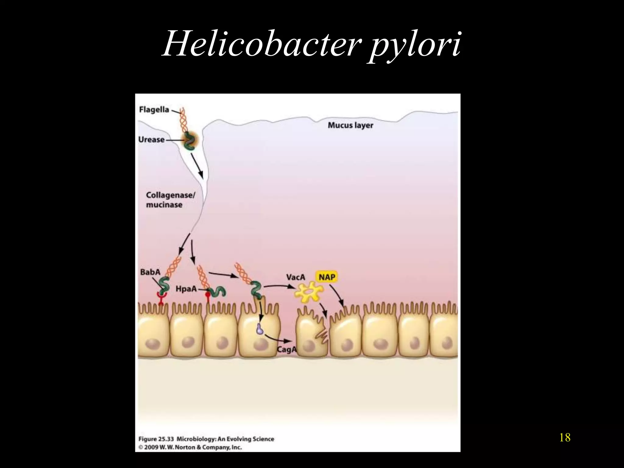 Helicobacter & campylobacter lec.11 dr.ihsan alsaimary | PPT