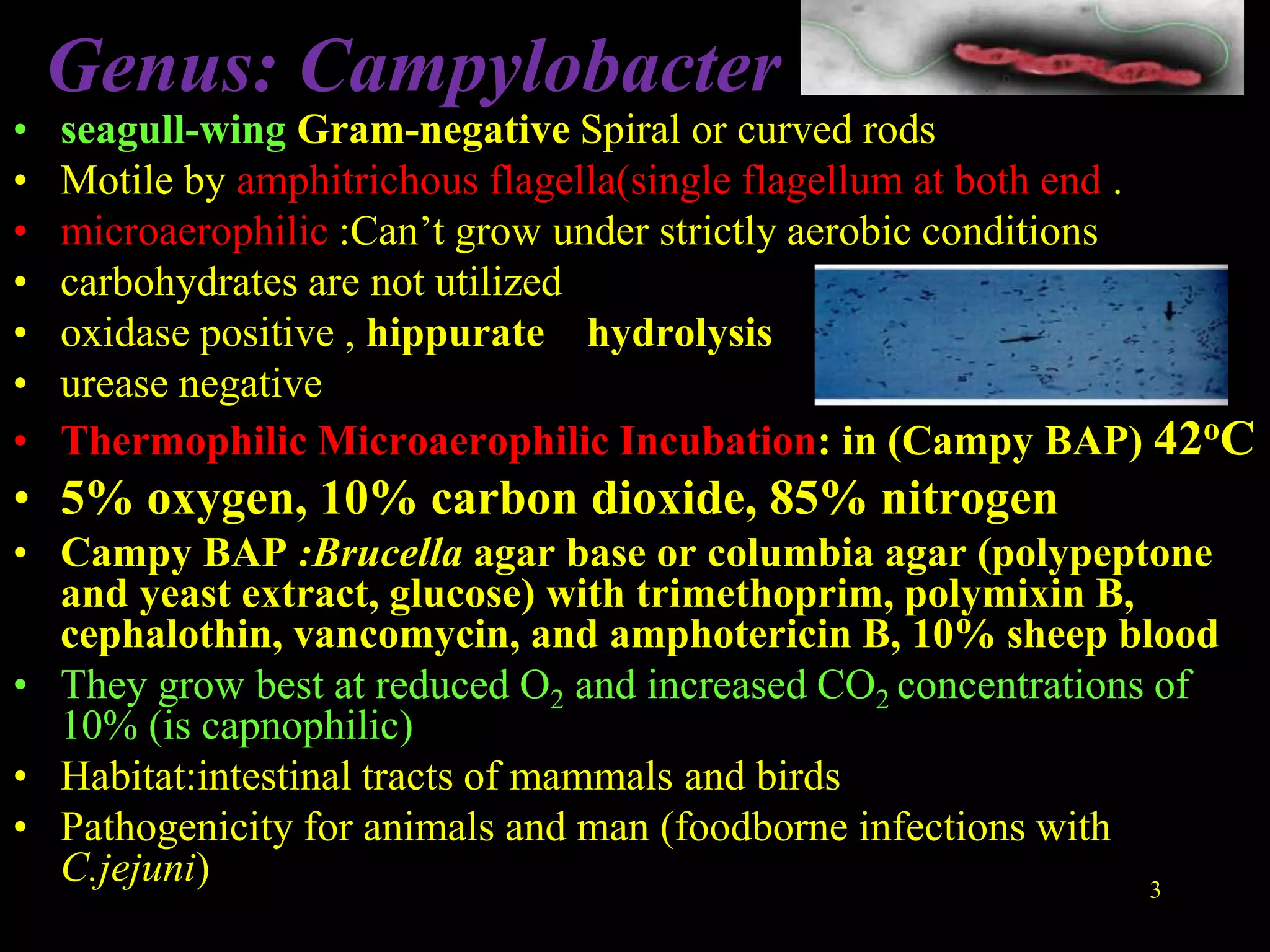 Helicobacter & campylobacter lec.11 dr.ihsan alsaimary | PPT