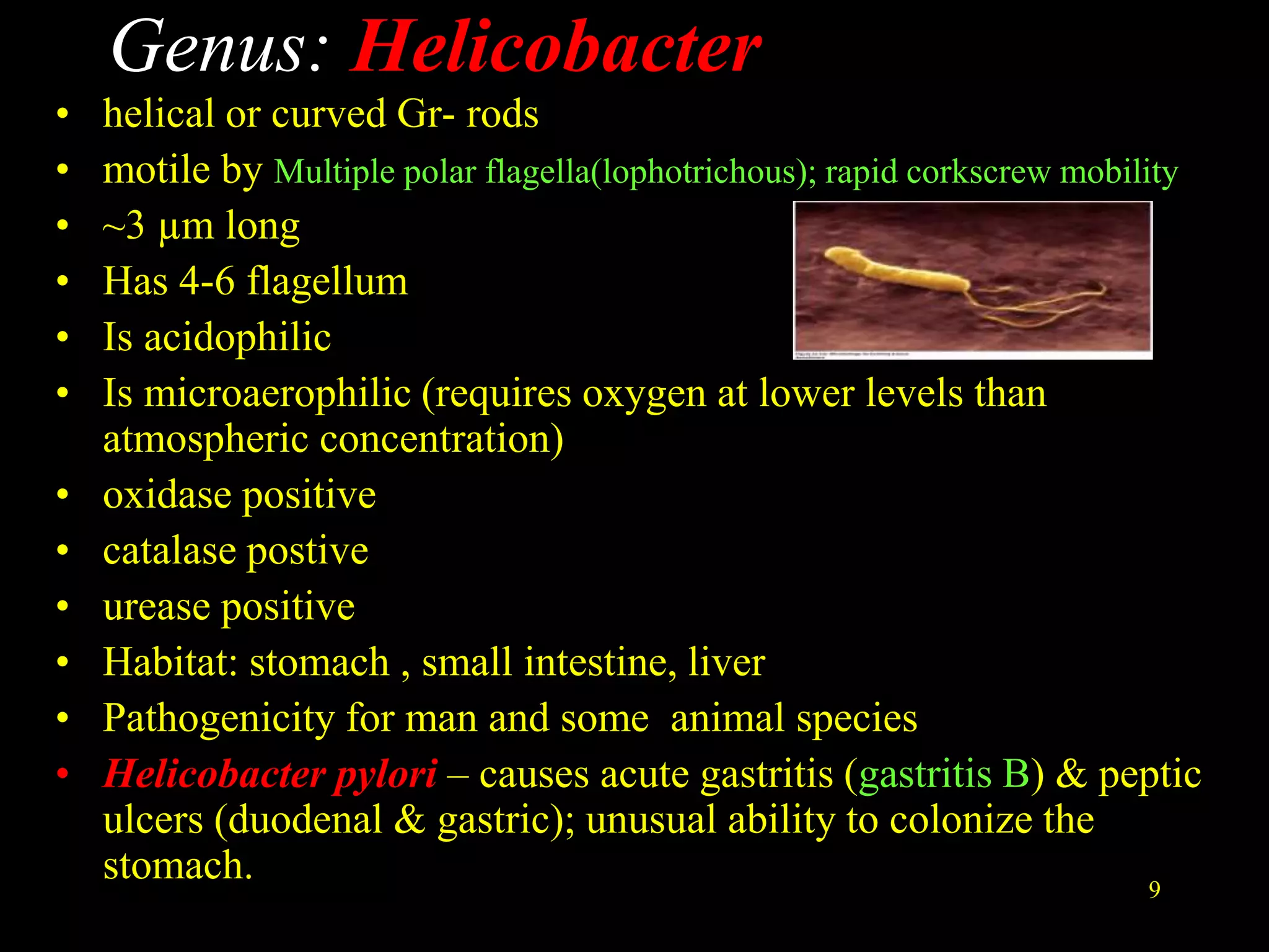 Helicobacter & campylobacter lec.11 dr.ihsan alsaimary | PPT