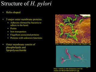 Helicobacter & campylobacter lec.11 dr.ihsan alsaimary | PPT