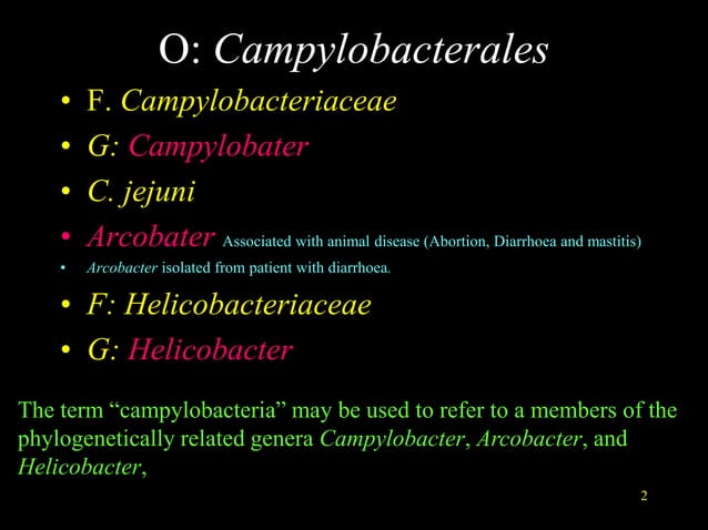 Helicobacter & campylobacter lec.11 dr.ihsan alsaimary | PPT
