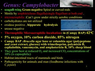 Helicobacter & campylobacter lec.11 dr.ihsan alsaimary | PPT