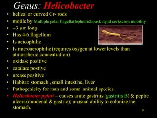 Helicobacter & campylobacter lec.11 dr.ihsan alsaimary | PPT