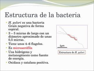 Helicobacter pylori | PPT