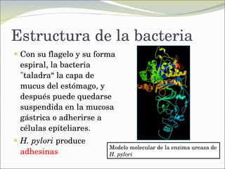 Helicobacter pylori | PPT