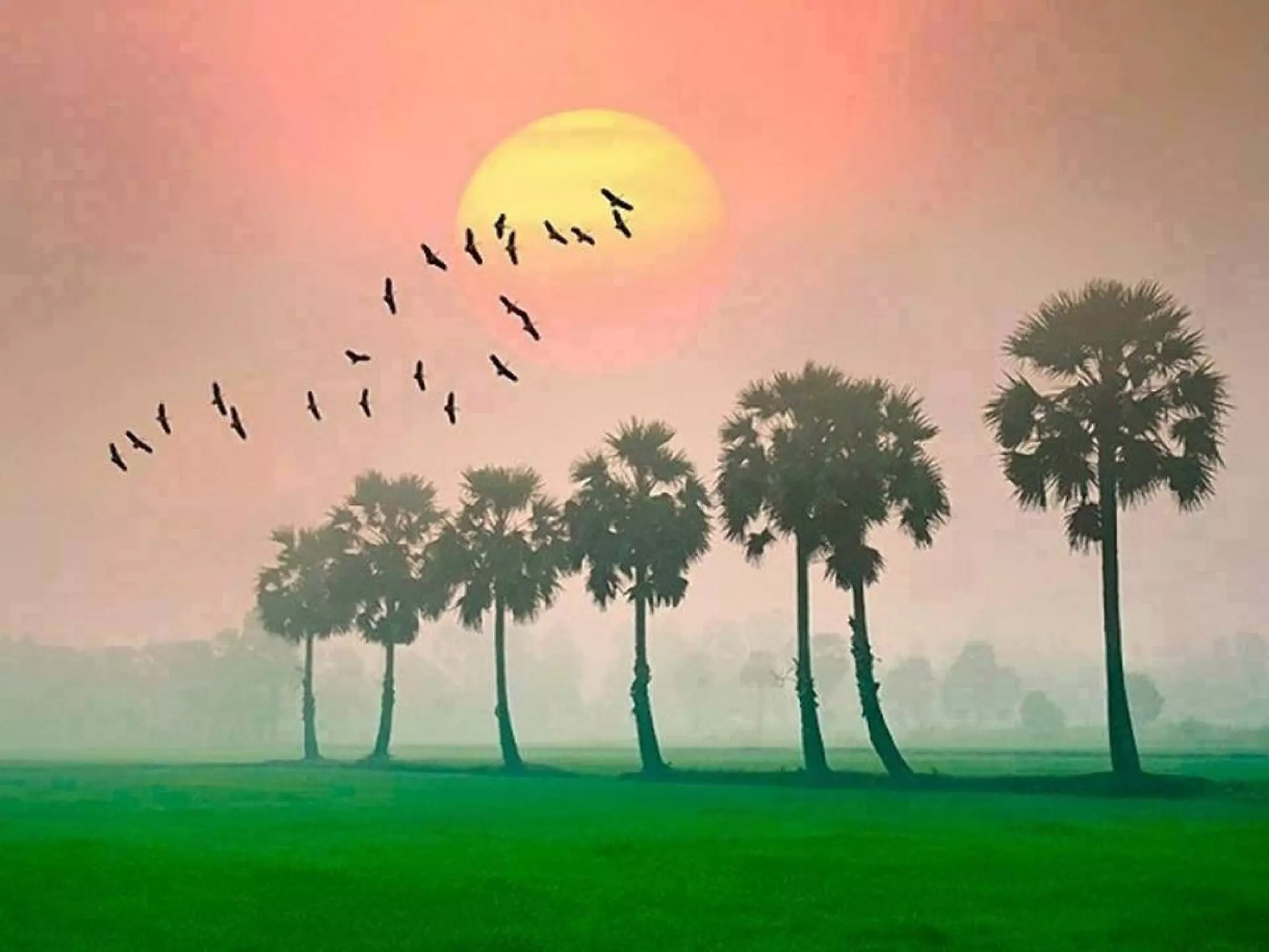 Helicobacter pylori | PPT