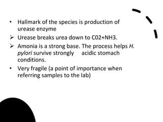 Helicobacter pylori .pptx