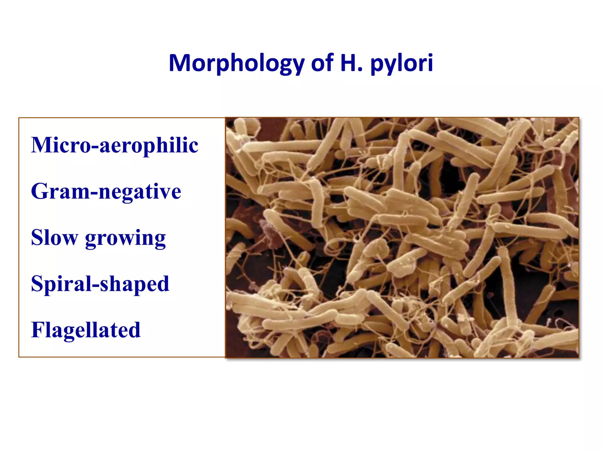 Helicobacter pylori infection | PPTX