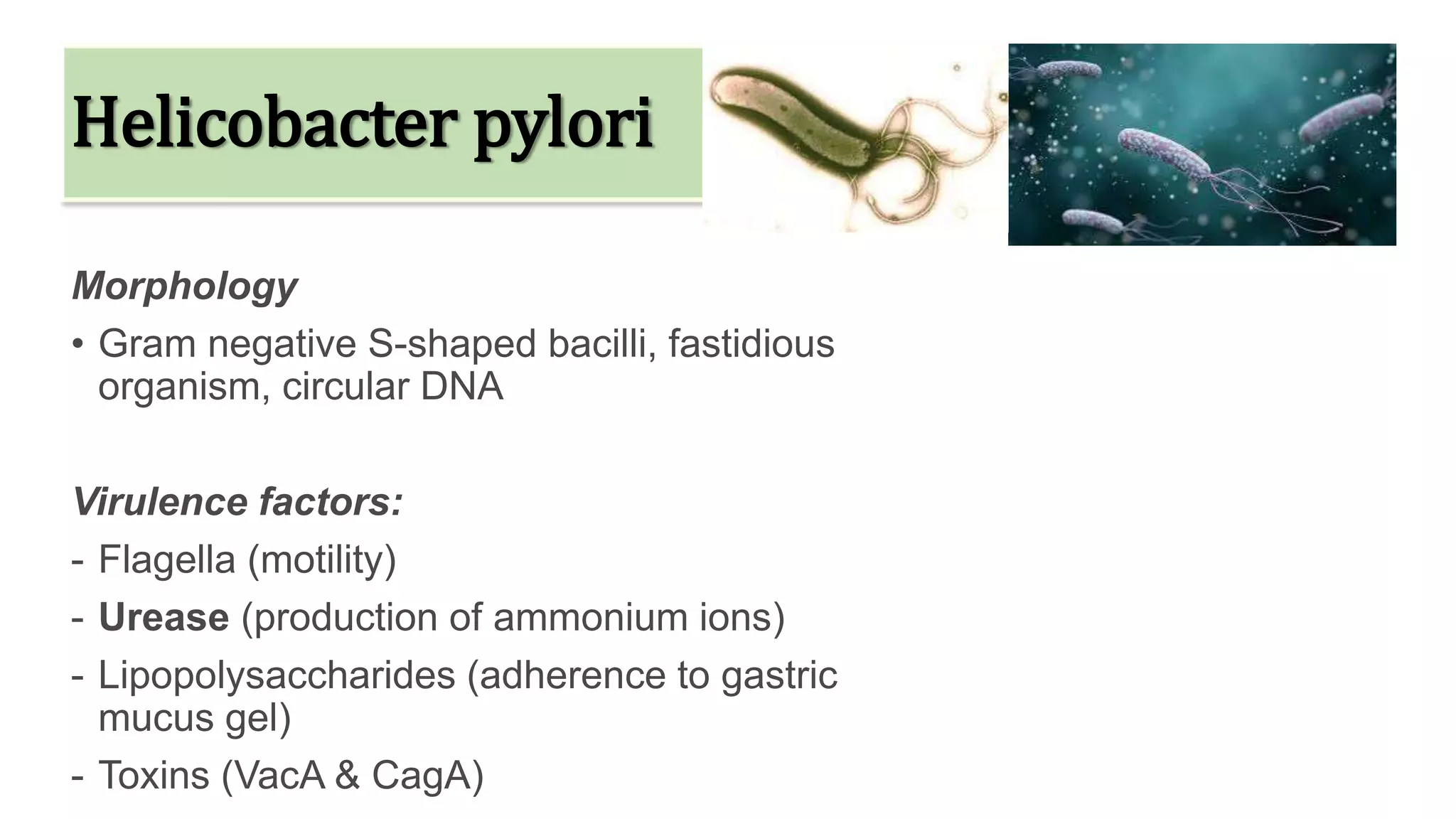 Helicobacter Pylori And Its Role In Peptic Ulcer Pptx