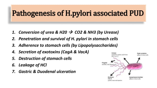 Helicobacter pylori & Its role in Peptic Ulcer.pptx | Medical Health