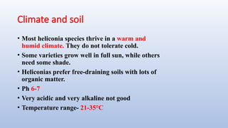 Heliconia flowerdocument presentation.pptx