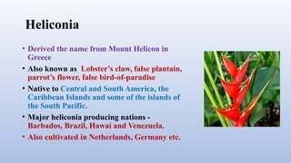 Heliconia flowerdocument presentation.pptx