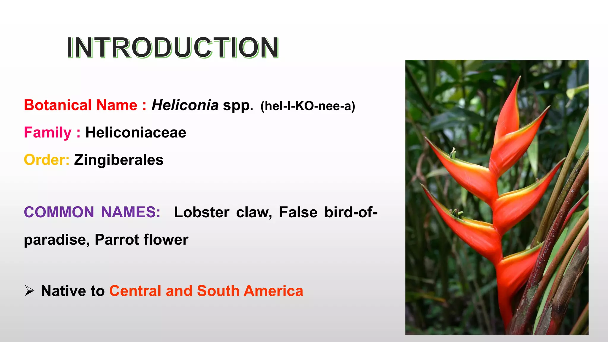 Heliconia | PDF