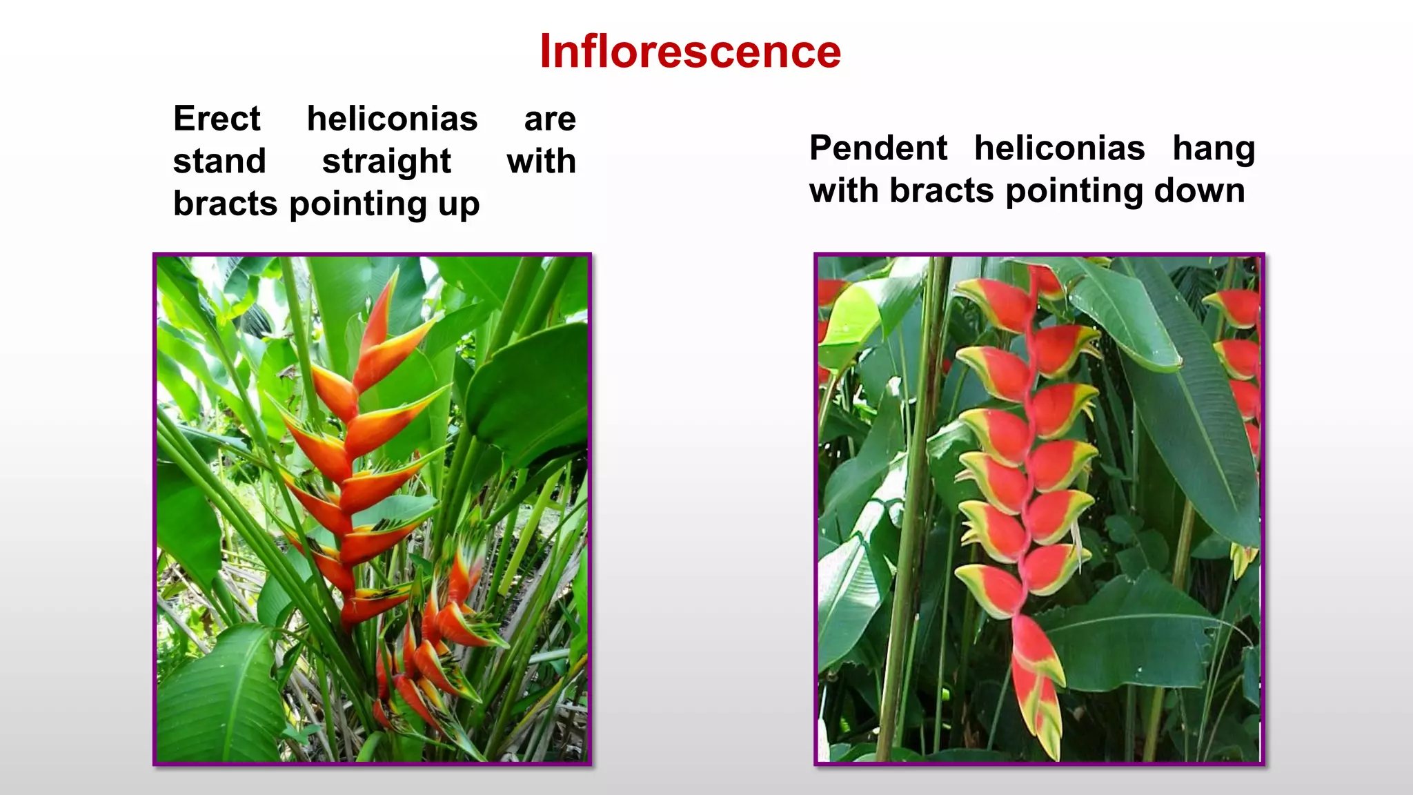 Heliconia | PDF