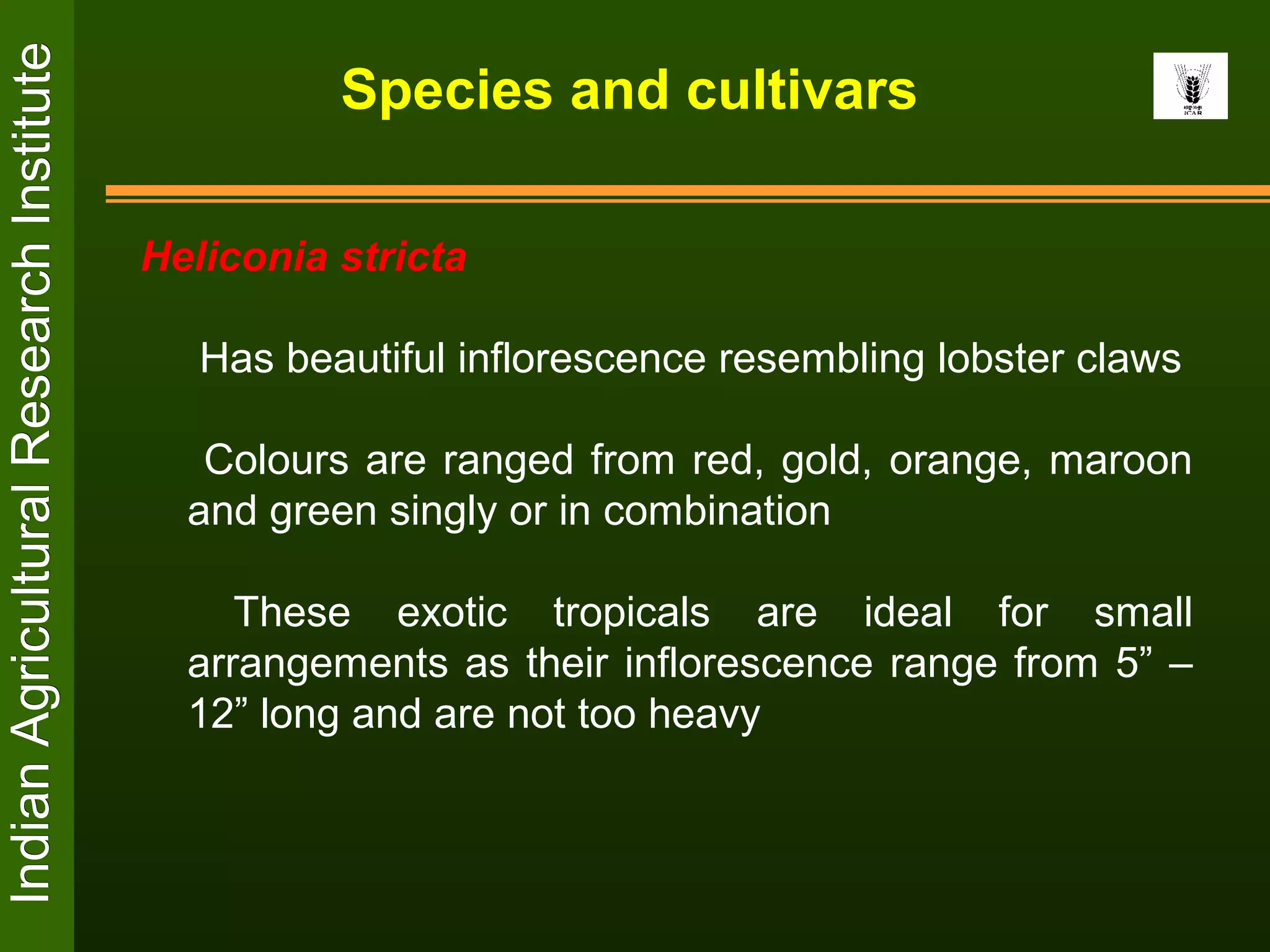 Heliconia | PPT