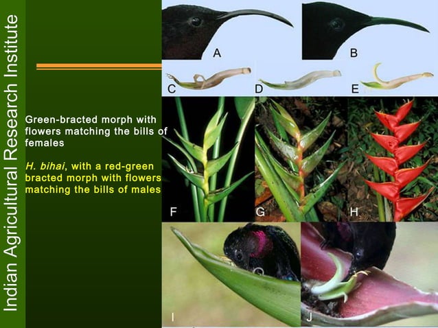 Heliconia | PPT | Gardening | Home & Garden