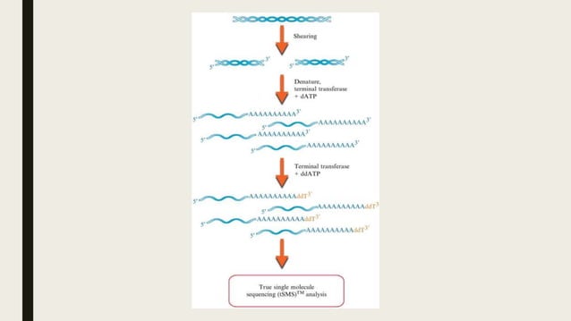Helicos Sequencing | PPTX | Biological Sciences | Science