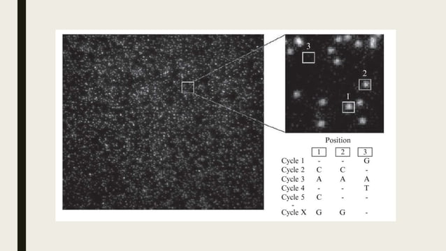 Helicos Sequencing | PPTX | Biological Sciences | Science