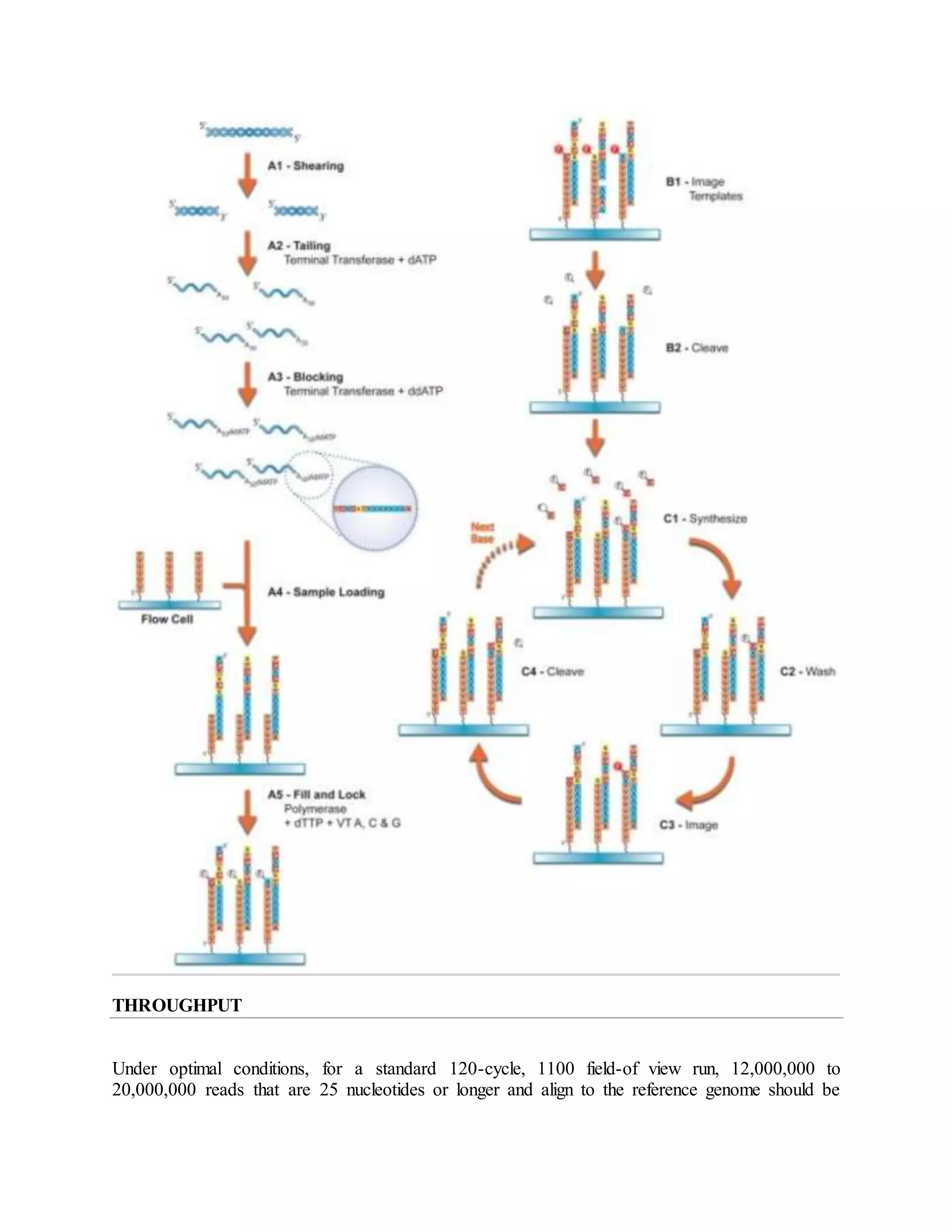 Helicos single molecule fluorescent sequencing | DOCX | Biological ...