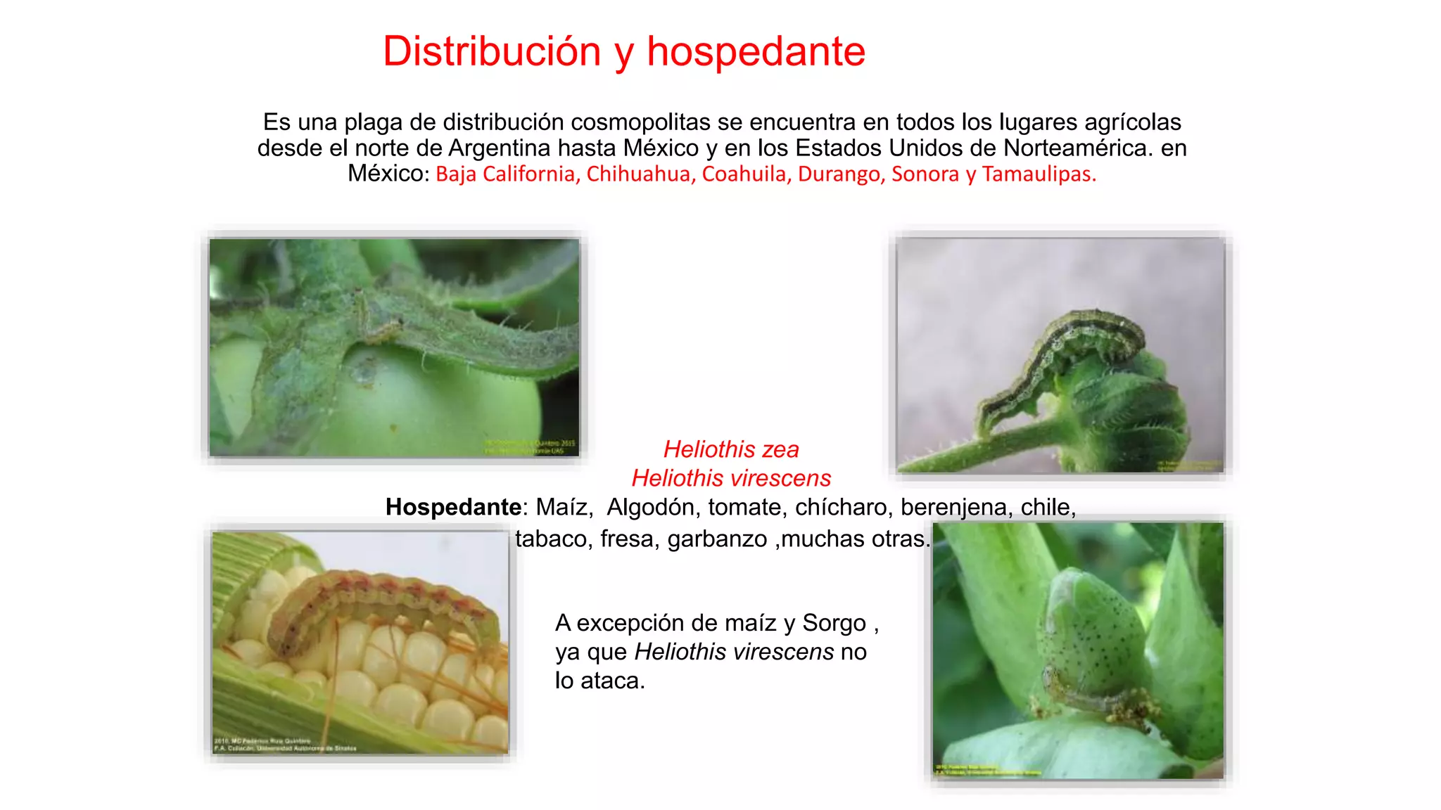 Gusano del Fruto, Gusano bellotero. (Helicoverpa (Heliothis) zea ...