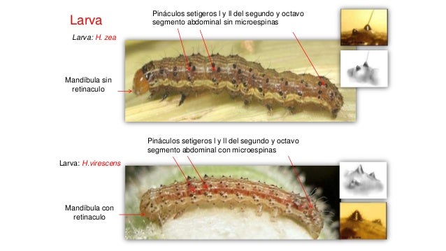 Gusano del Fruto, Gusano bellotero. (Helicoverpa (Heliothis) zea, Hel…