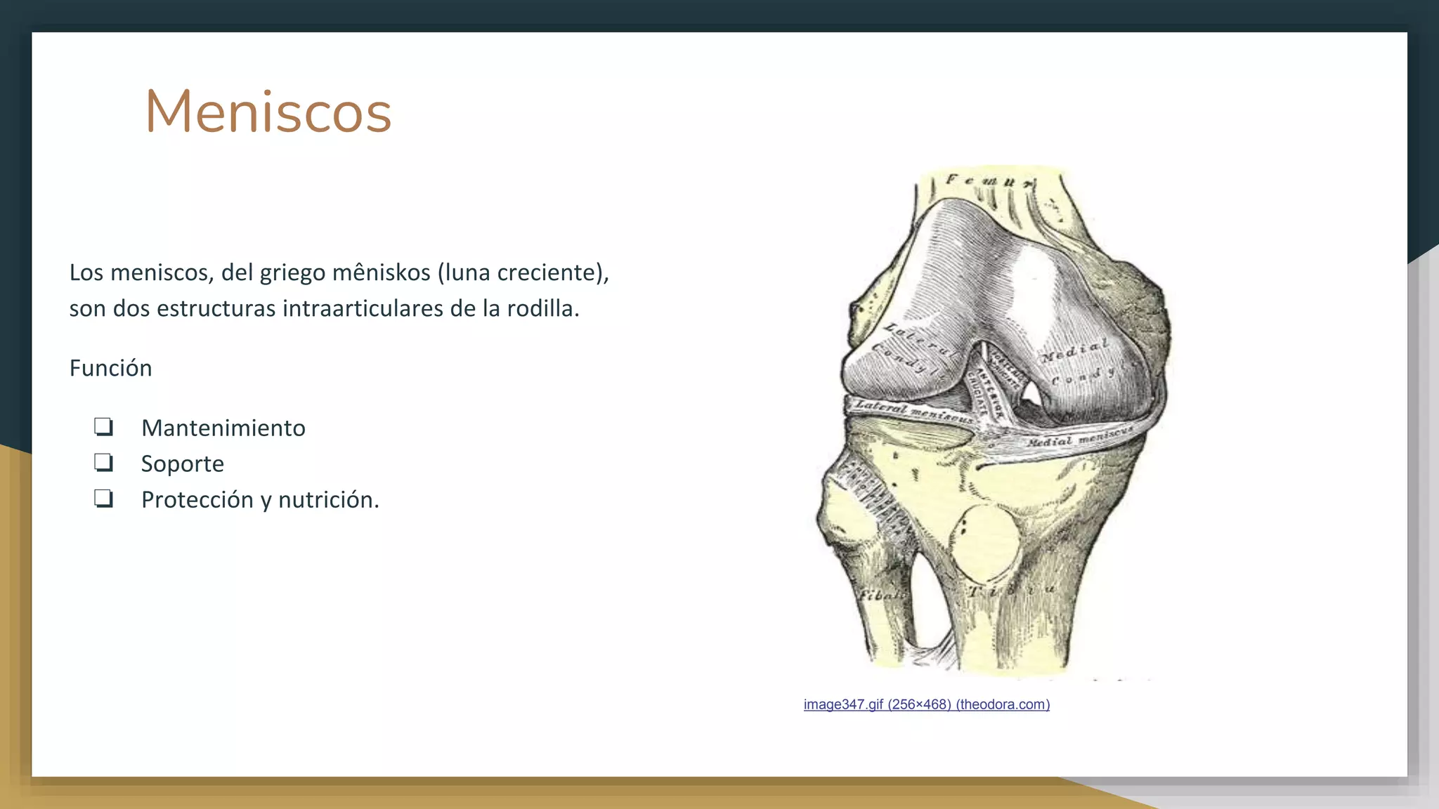 MENISCO ANATOMIA | PPTX