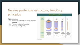 MENISCO ANATOMIA | PPTX