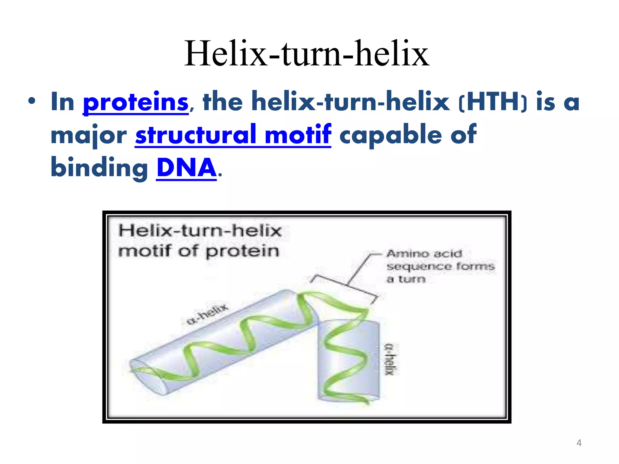 HELIX-LOOP-HELIX, HELIX-TURN-HELIX | PPTX