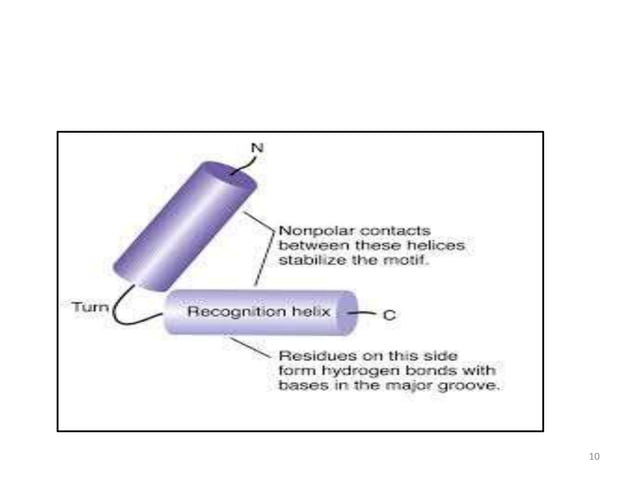 HELIX-LOOP-HELIX, HELIX-TURN-HELIX | PPTX