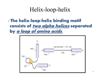HELIX-LOOP-HELIX, HELIX-TURN-HELIX | PPTX