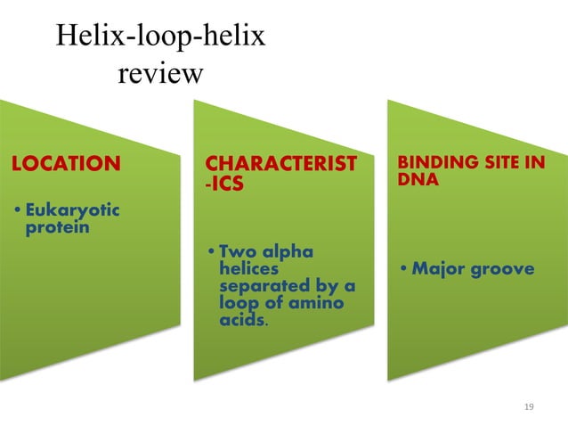 HELIX-LOOP-HELIX, HELIX-TURN-HELIX | PPTX