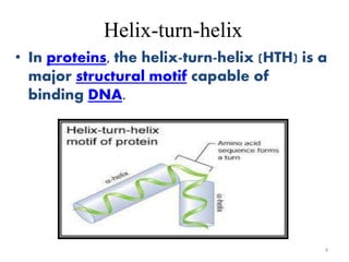 HELIX-LOOP-HELIX, HELIX-TURN-HELIX | PPTX