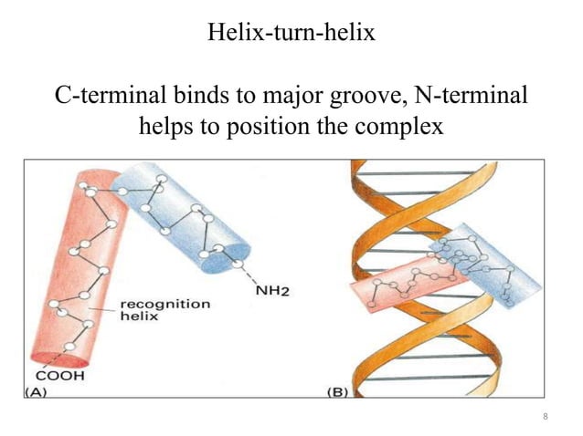 HELIX-LOOP-HELIX, HELIX-TURN-HELIX