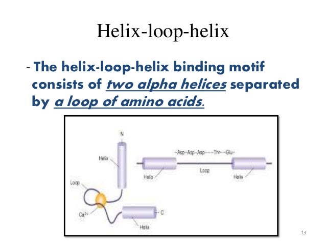 HELIX-LOOP-HELIX, HELIX-TURN-HELIX HELIX-LOOP-HELIX, HELIX-TURN-HELIX