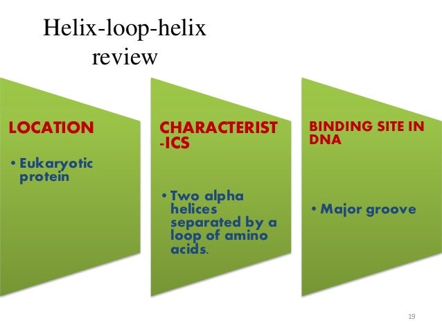 HELIX-LOOP-HELIX, HELIX-TURN-HELIX