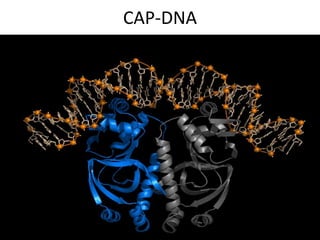 Helix structure and molecular recognition by B-DNA | PPT