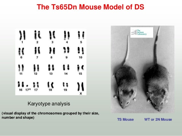 DSRTF webinar: Dr. H. Craig Heller, Stanford University