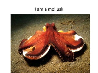 Hello! i am an octopus! welcome | PPTX