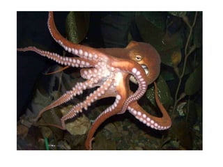 Hello! i am an octopus! welcome | PPTX