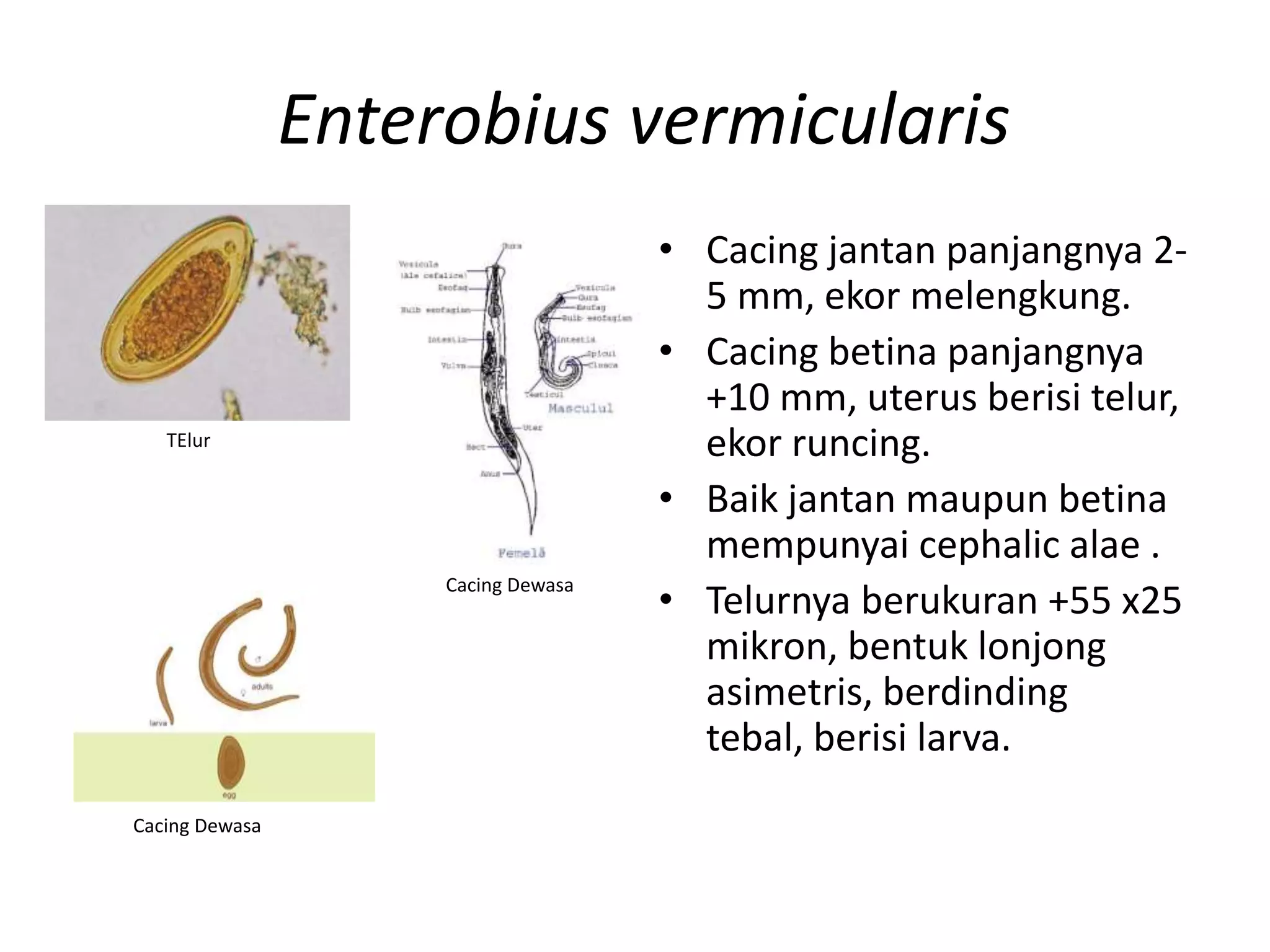 HELMINTH.pptx