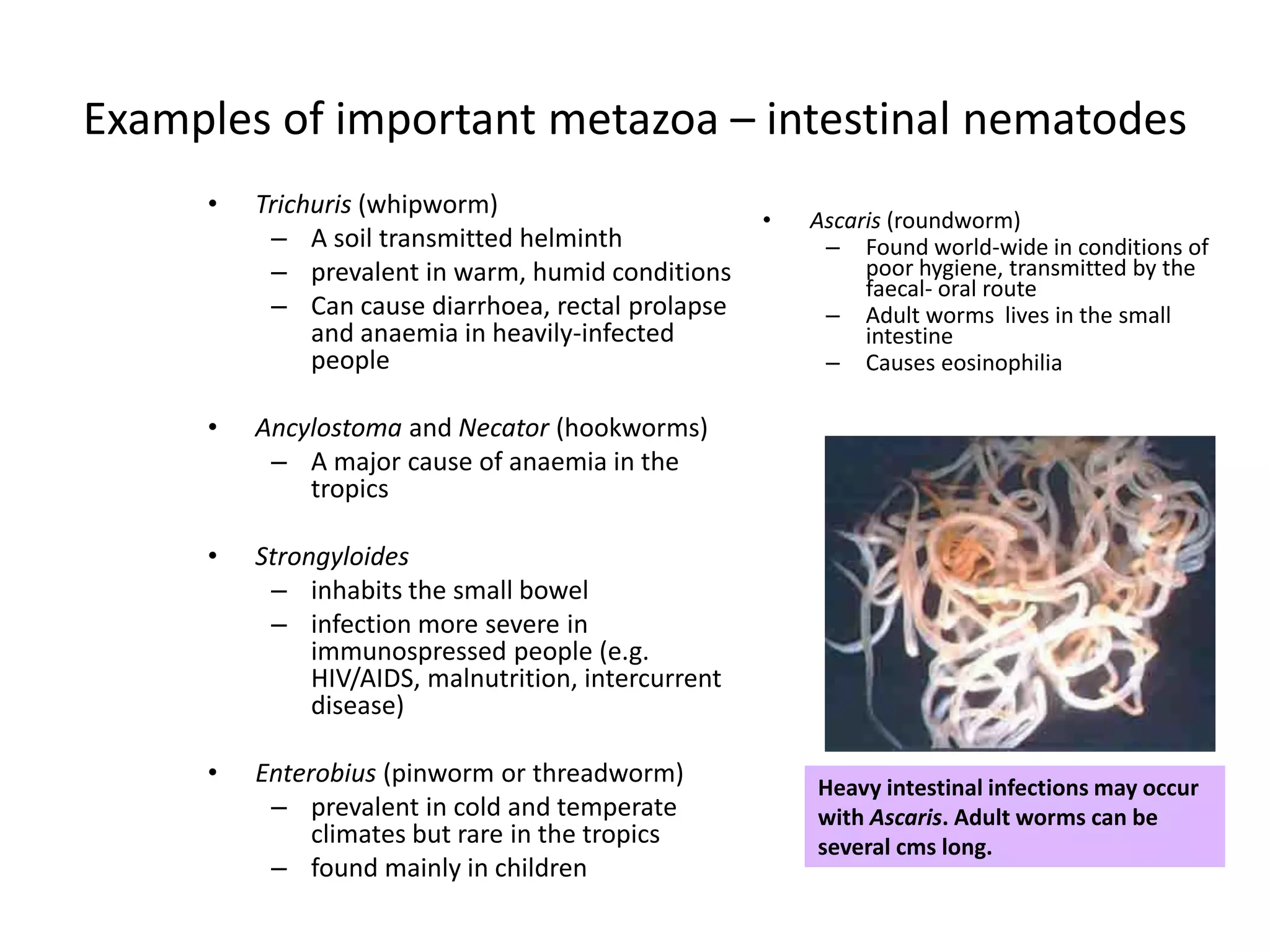 helminth-introduction.pdf