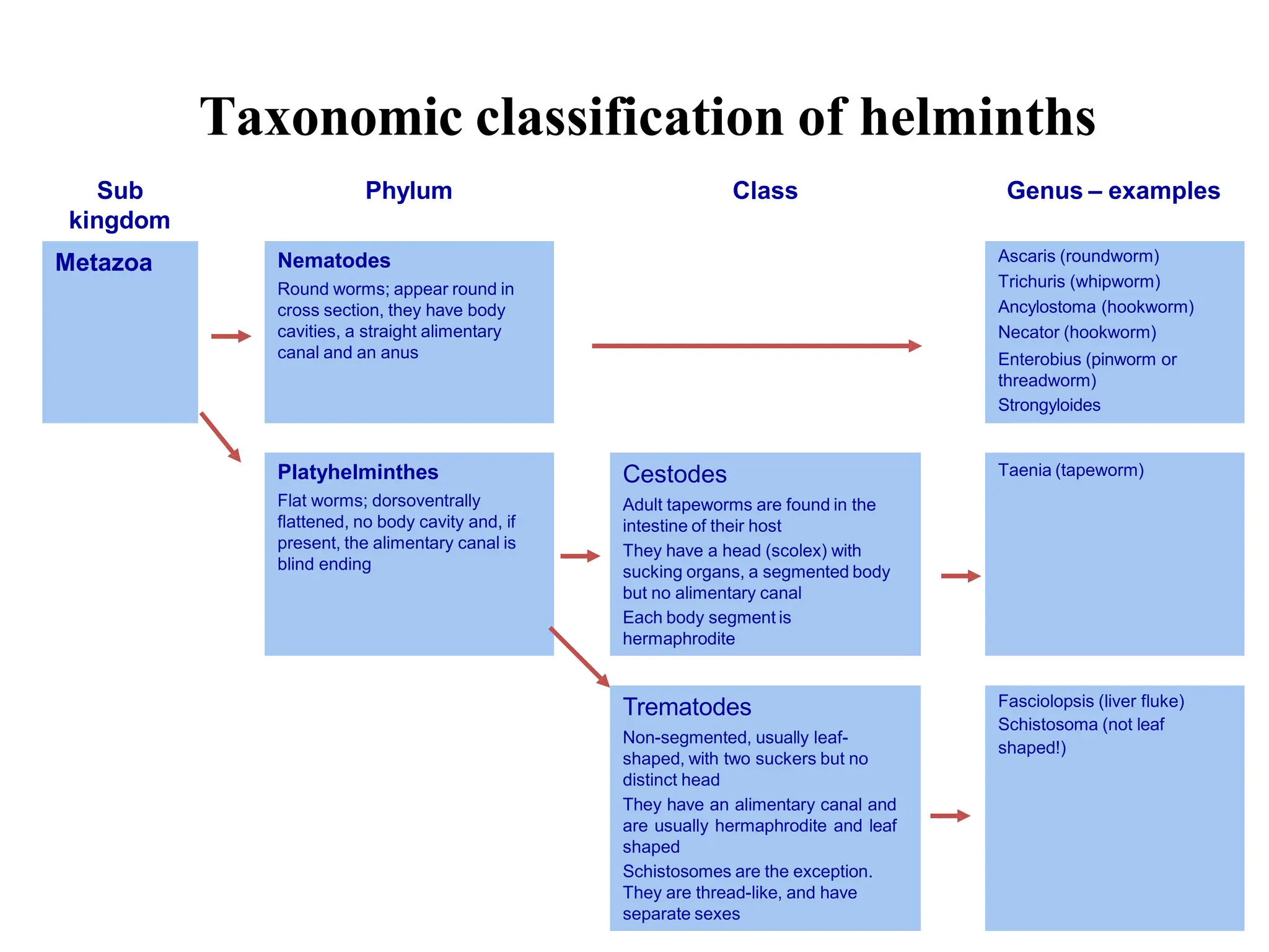 helminth-introduction medical parasitology .pptx