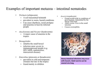 helminth-introduction medical parasitology .pptx