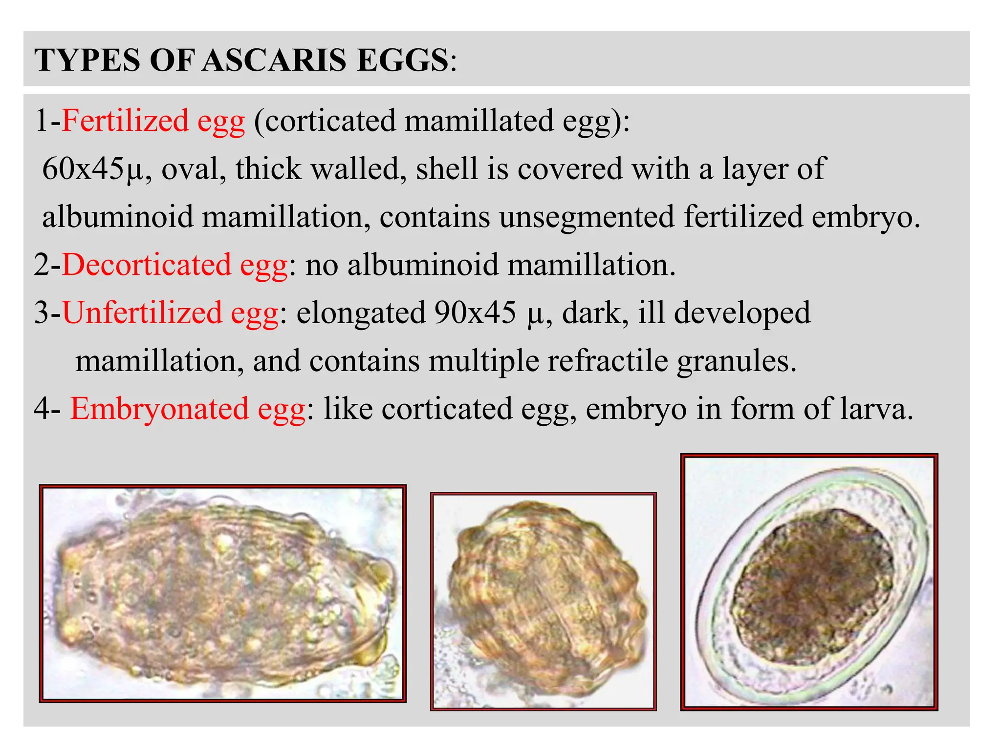 Short Overview of HELMINTHS(Microbiology) | PPTX
