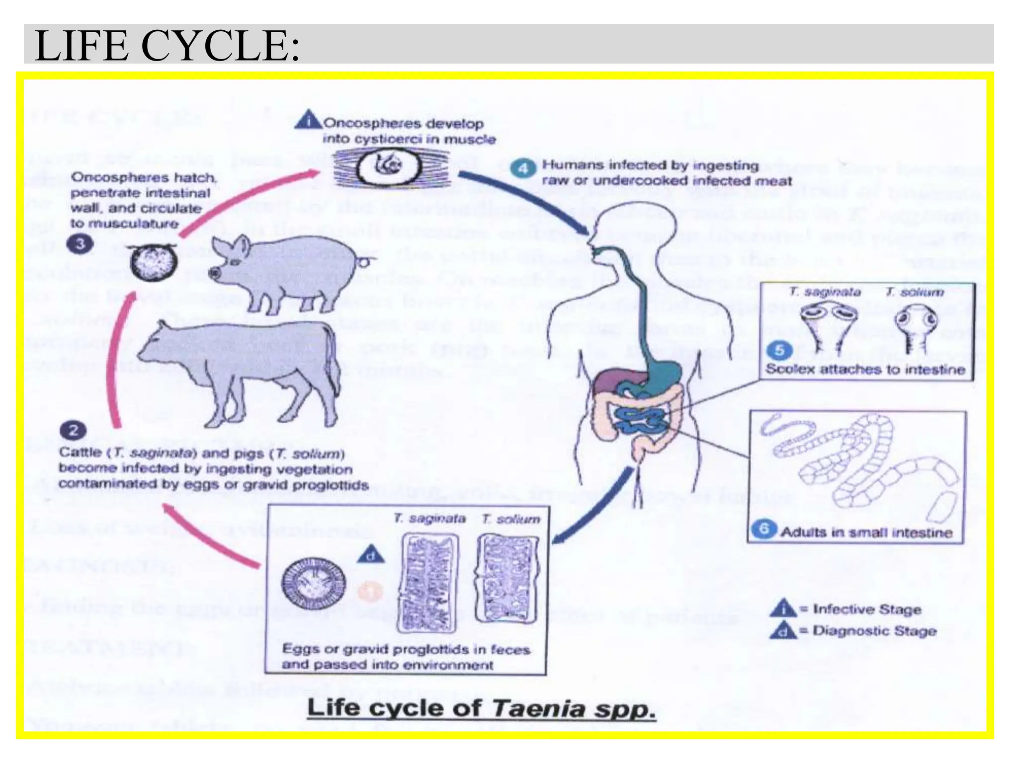 Short Overview of HELMINTHS(Microbiology) | PPTX