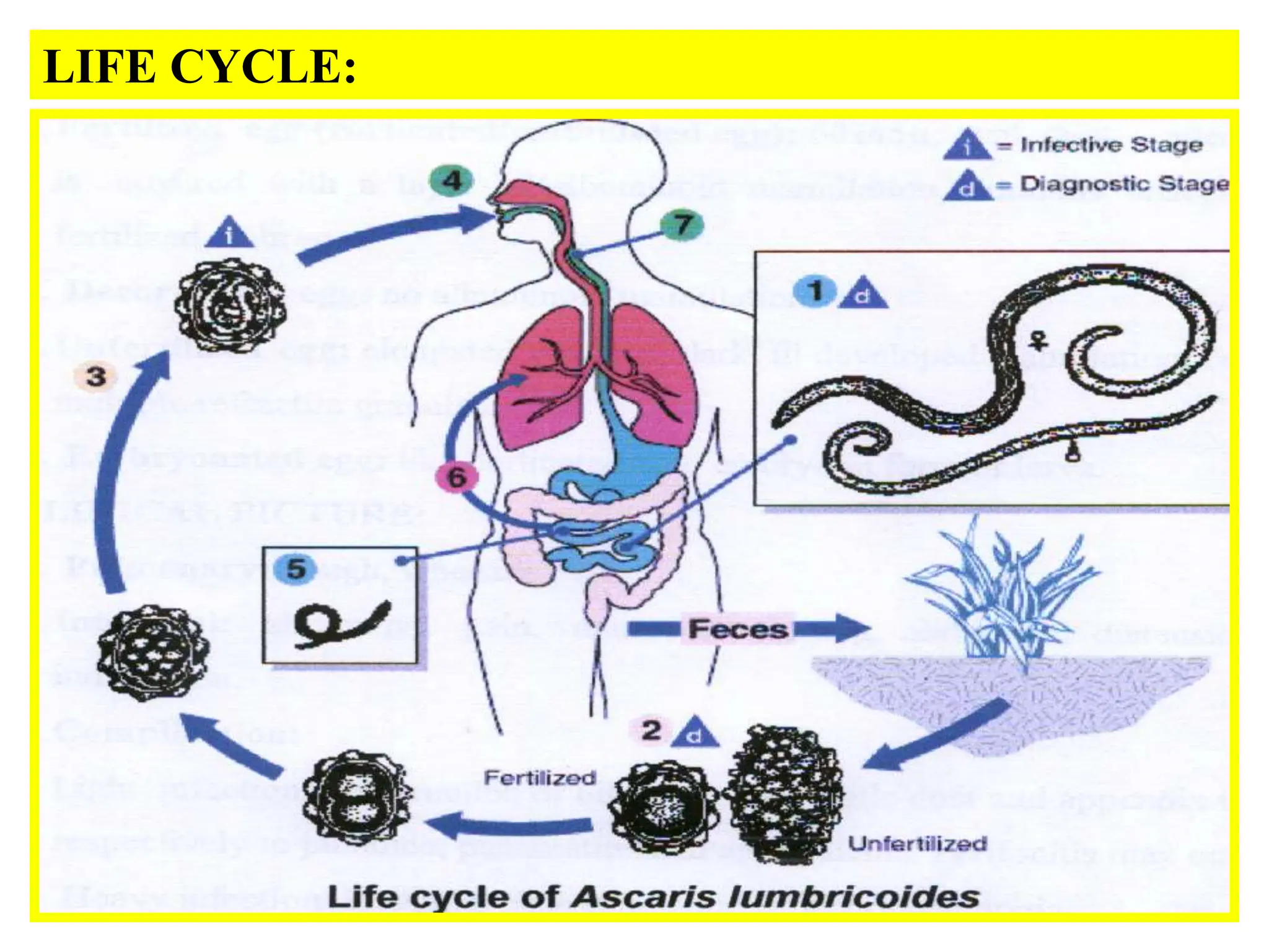 Short Overview of HELMINTHS(Microbiology) | PPTX