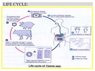 Short Overview of HELMINTHS(Microbiology) | PPT